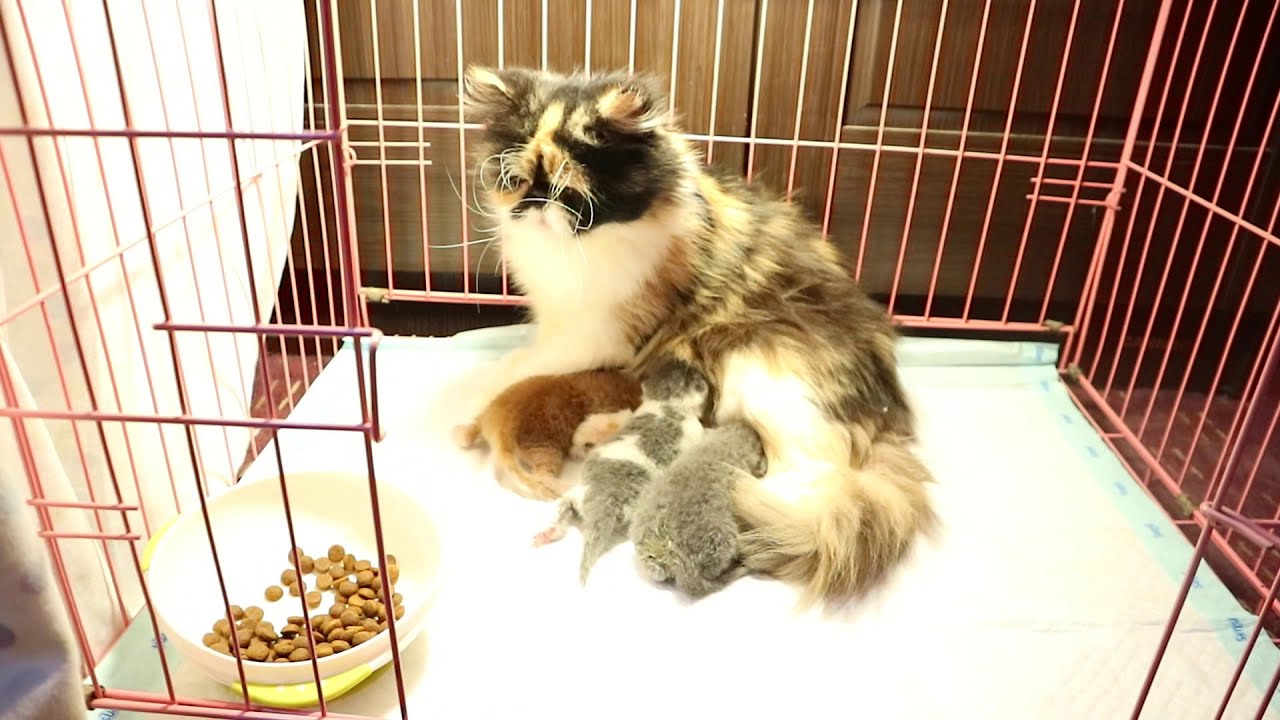 Hasil kawin silang kucing British Short Hair dan Persia Kaliko Peak ...