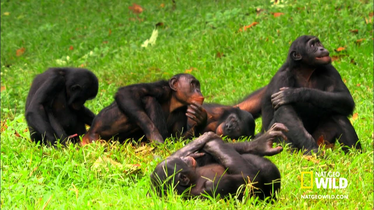 Wild Wives of Africa Bonobo Love - YouTube