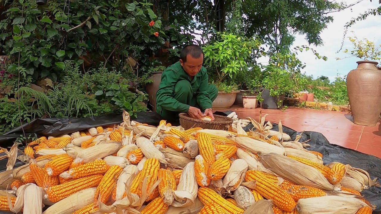 Harvest organic fresh corn, store corn for chickens to eat in winte ...