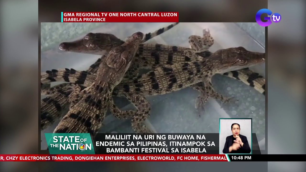 Maliliit na uri ng buwaya na endemic sa Pilipinas, itinampok sa ...