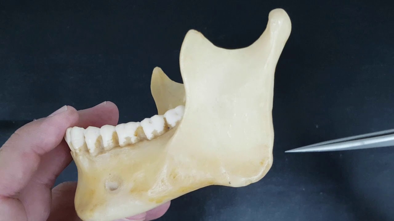 Anatomia da Mandíbula - YouTube