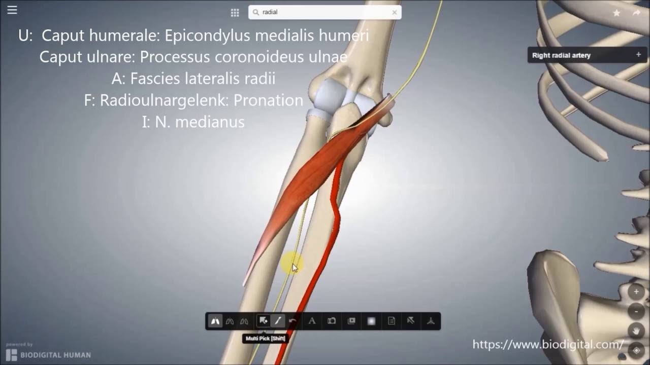 M. pronator teres - YouTube