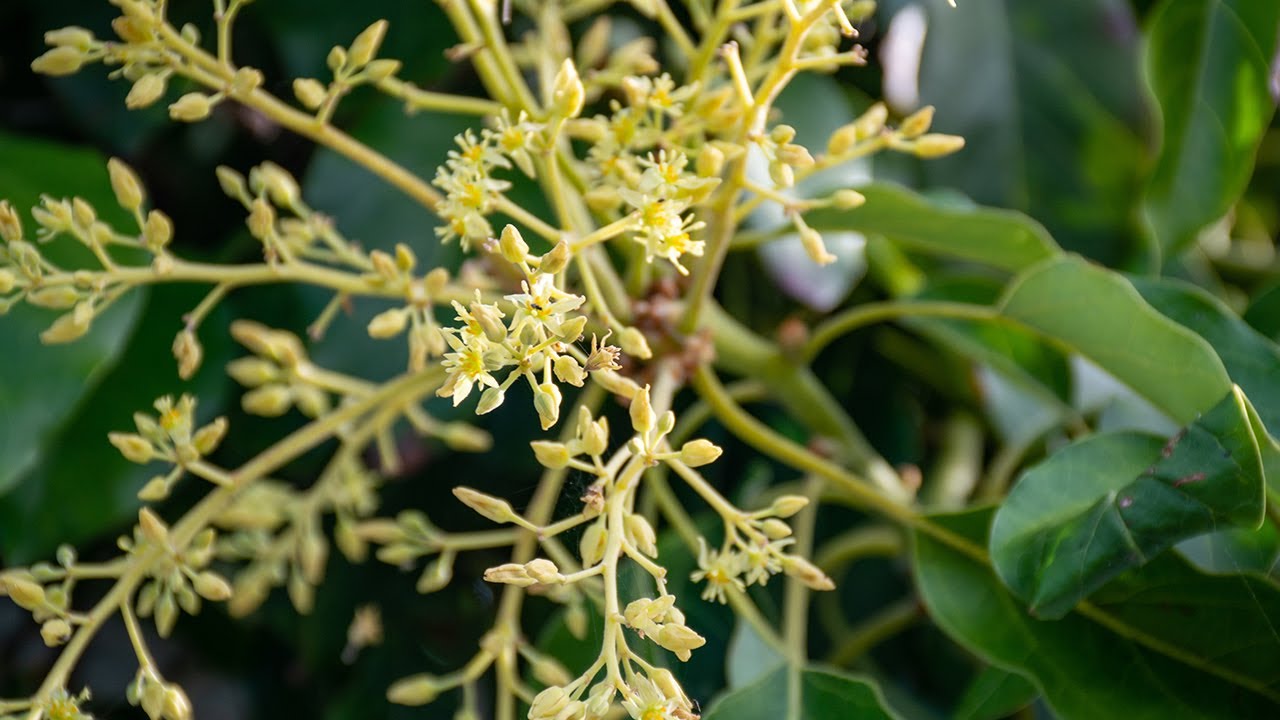 Mejora de la floración y el cuajado en cultivo de aguacate - YouTube