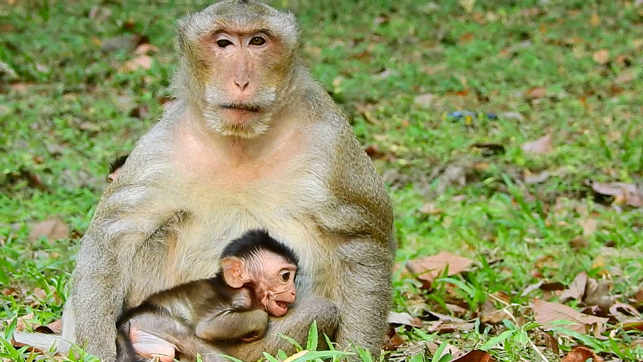 OMG! this baby so love big male monkey. - YouTube