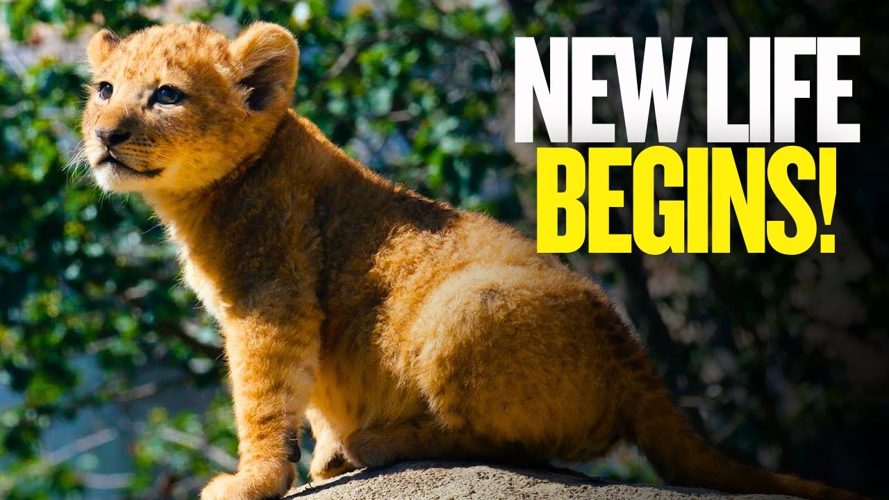 Lion Cub Rescued from Pet Trade in Lebanon Finds New Home in South ...