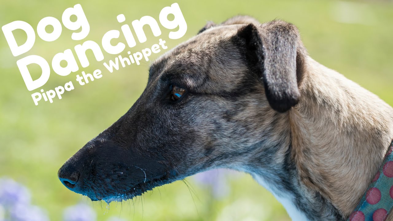 Whippet doing Dog Dancing (The Cure - Purple Haze) - Fluffy Tufts - YouTube