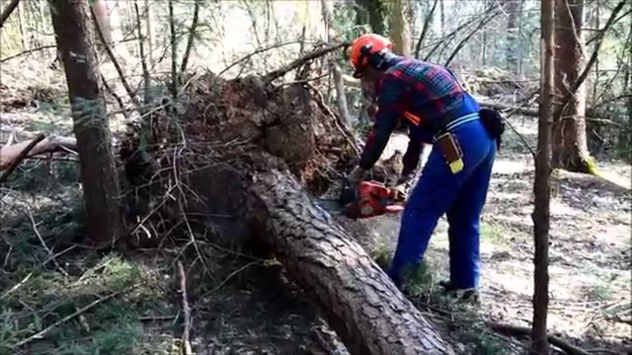 Bucking a pine tree - Kiefer ablängen (Husqvarna 550 xp g) - YouTube