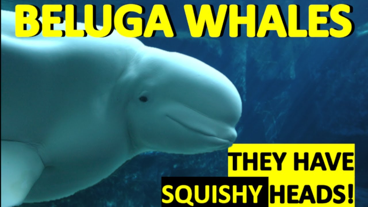 Beluga Whale Mini-documental - YouTube