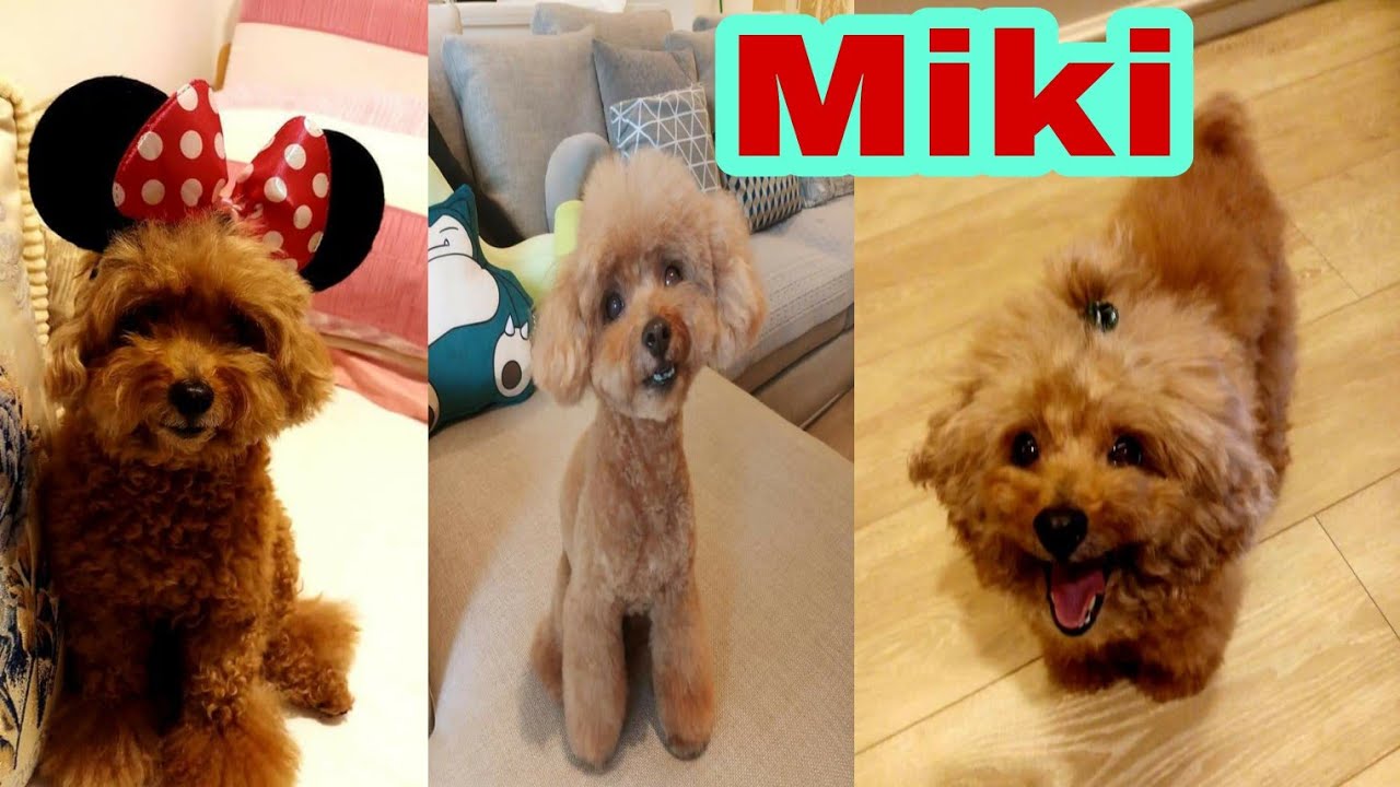 Miki the poodle /photo album /dogs #poodle #dog #doglover #hk - YouTube