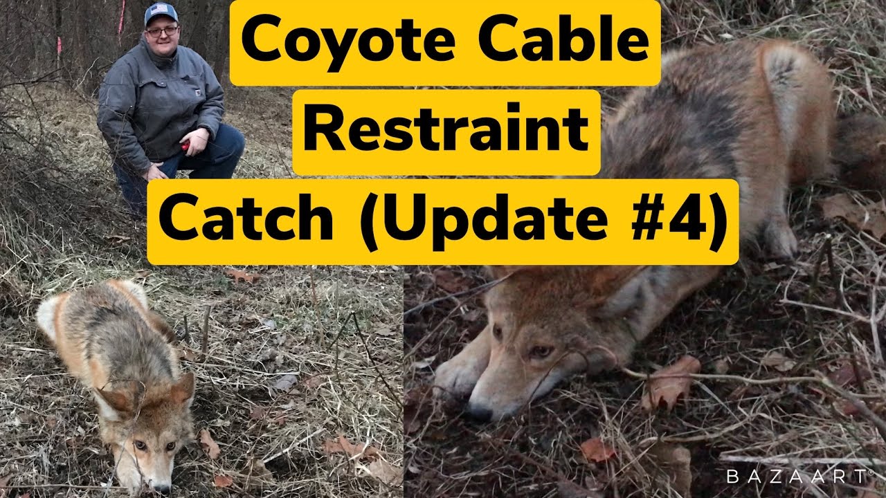 First Coyote in West Virginia Cable Restraint, Trapping Update Four # ...