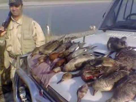 Duck Hunting in Pakistan (shikar). - YouTube