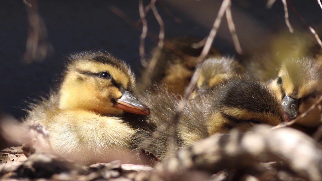 Baby Duck Slideshow - YouTube