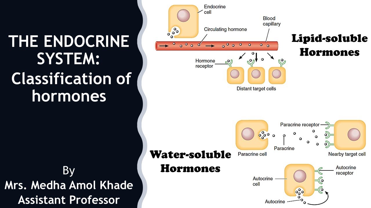 The Endocrine system: CLASSIFICATION OF HORMONES - YouTube