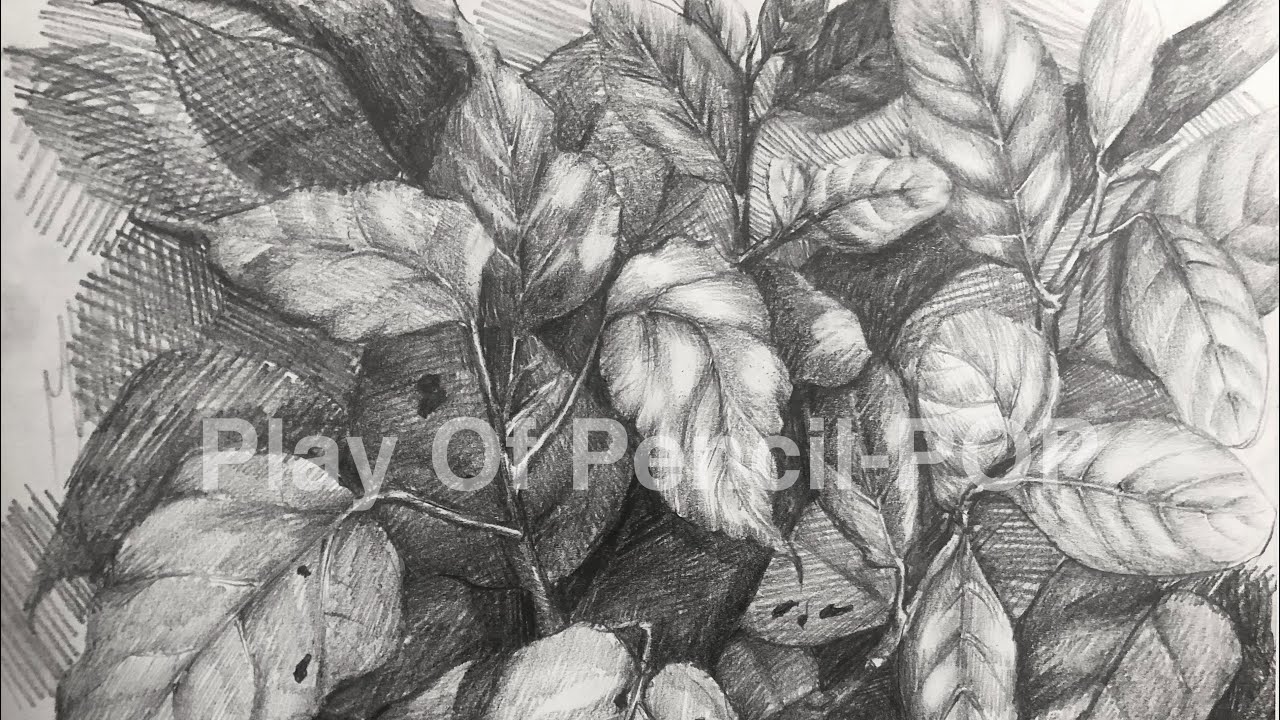 pencil sketch leaf sketch still life drawing drawing art - YouTube