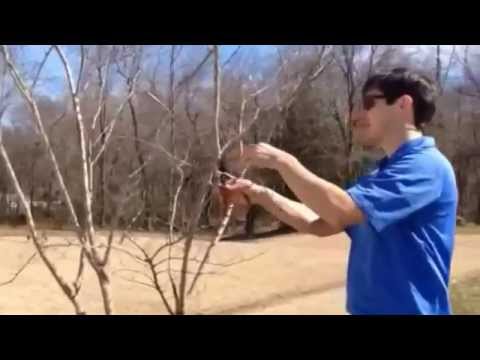 Pro-Tips - Yard-nique: Pruning Crepe Myrtles - YouTube