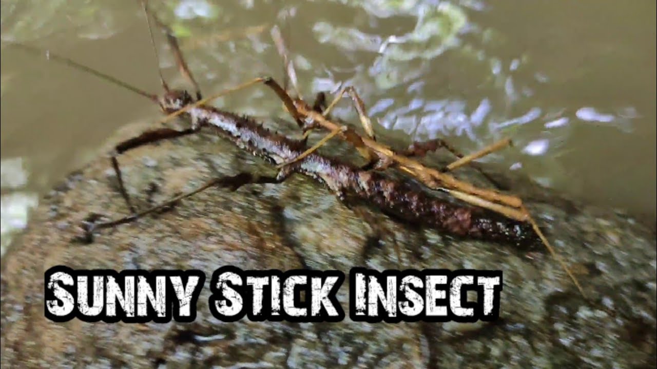 The Sunny Stick Insect | Sungaya Inexpectata - YouTube