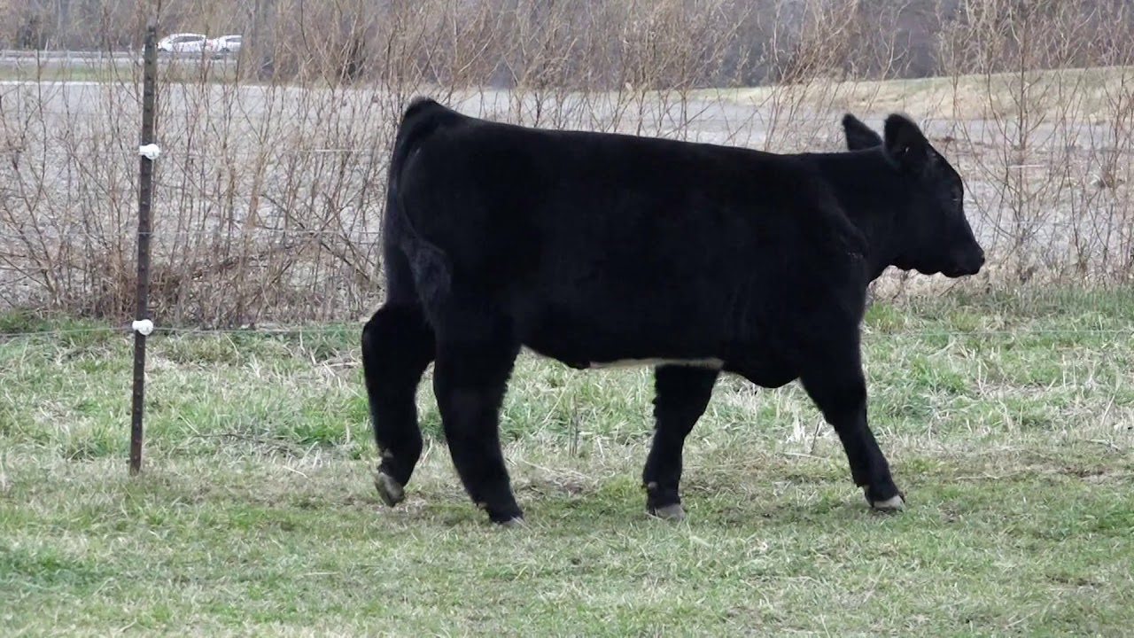 Sills Farms- Monopoly/ Who Da Man x Simmi Angus - YouTube