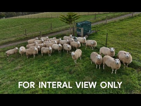 MENZIES CREEK 🐑 [FOR INTERAL VIEW ONLY] - YouTube