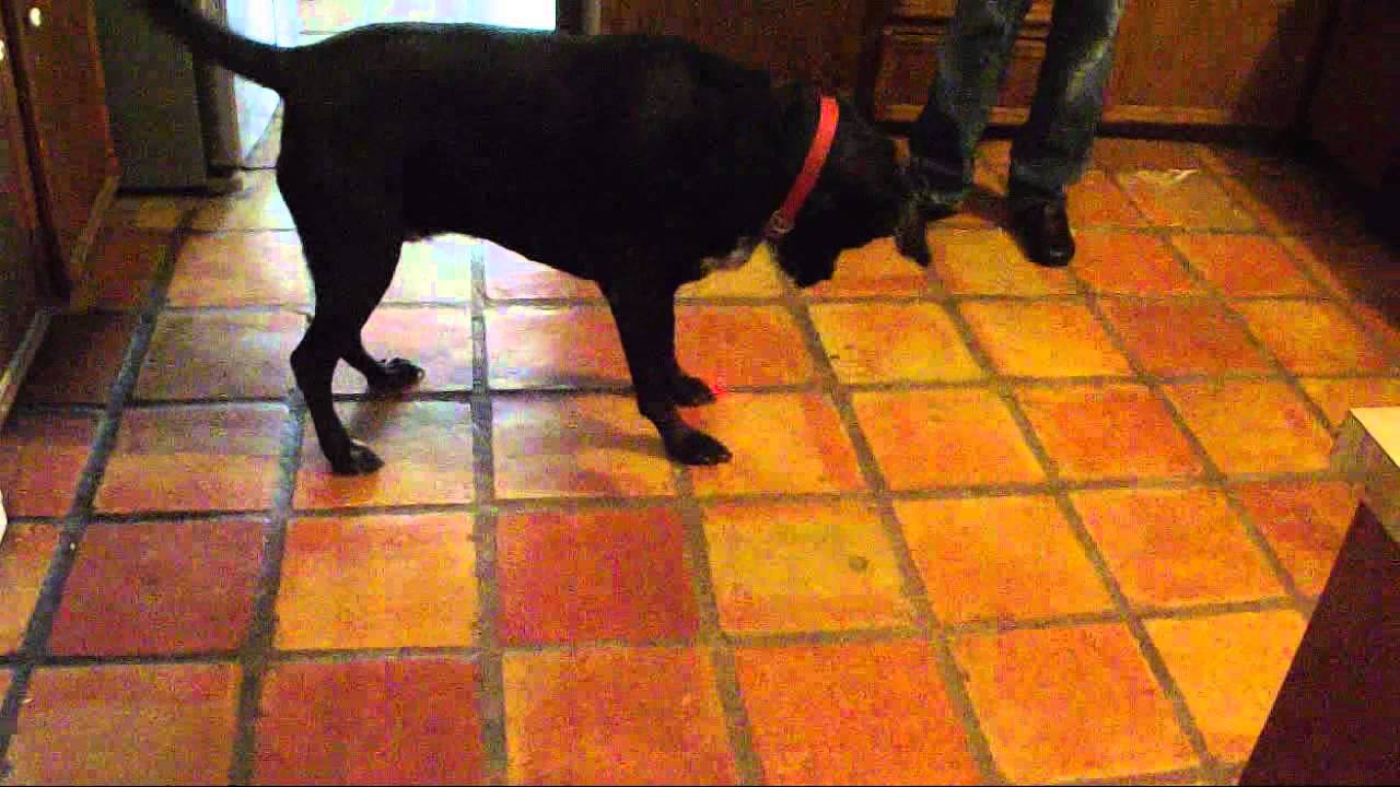 Rat Cam 62 - Big Rat Acts like a Cat (Our Dog Sunny) - YouTube