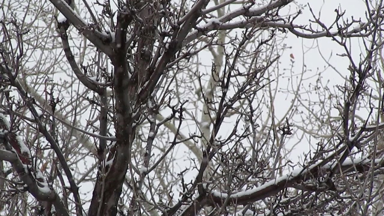 Tree Branches with Falling Snow - Free Winter Stock Footage - YouTube