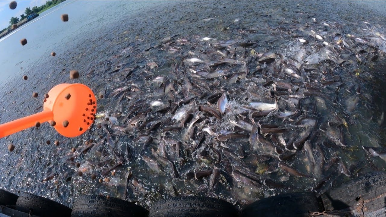 Fish Feeding Frenzy (AMAZING) at very Famous Pier in Thailand! (Wat Bot ...