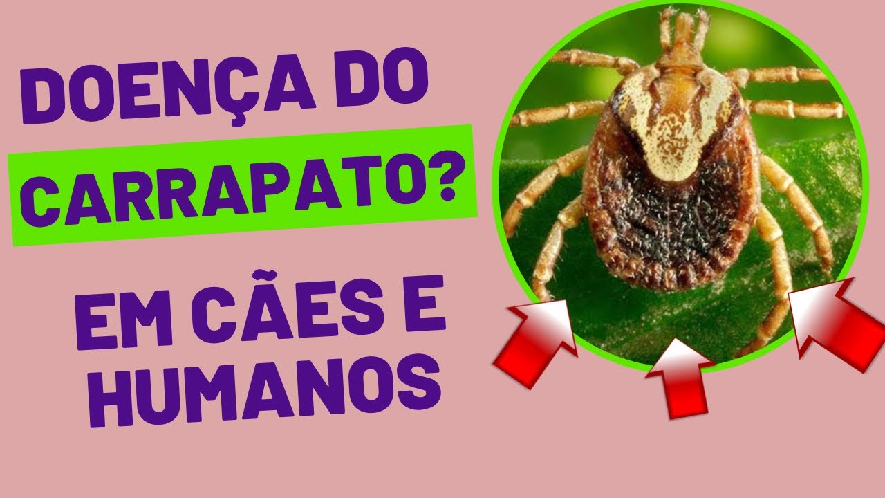 Doença do carrapato em humanos? Febre maculosa e doença do carrapato em ...