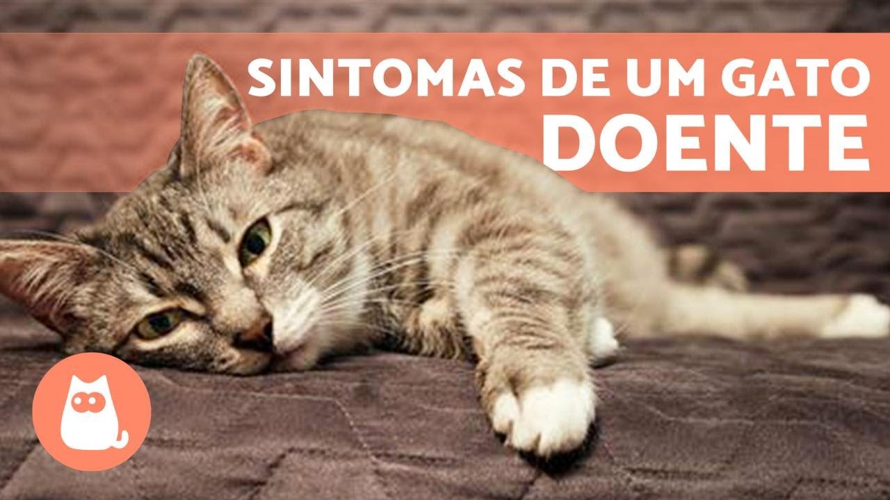 Como SABER se meu GATO está DOENTE? 😿 (9 sintomas) - YouTube