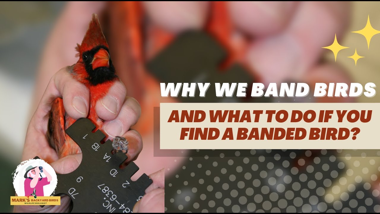 Why We Band Birds and What To Do If You Find a Banded Bird - YouTube
