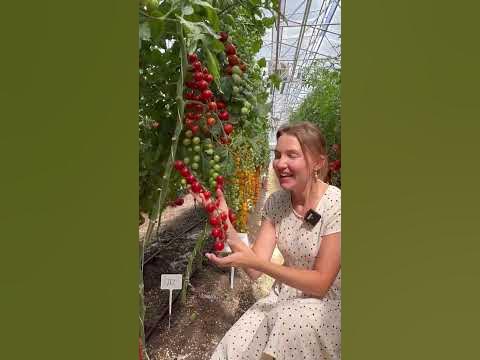 Томат Эльф F1🍅среднеранний гибрид. Вкус десертный, безумно сладкий ...