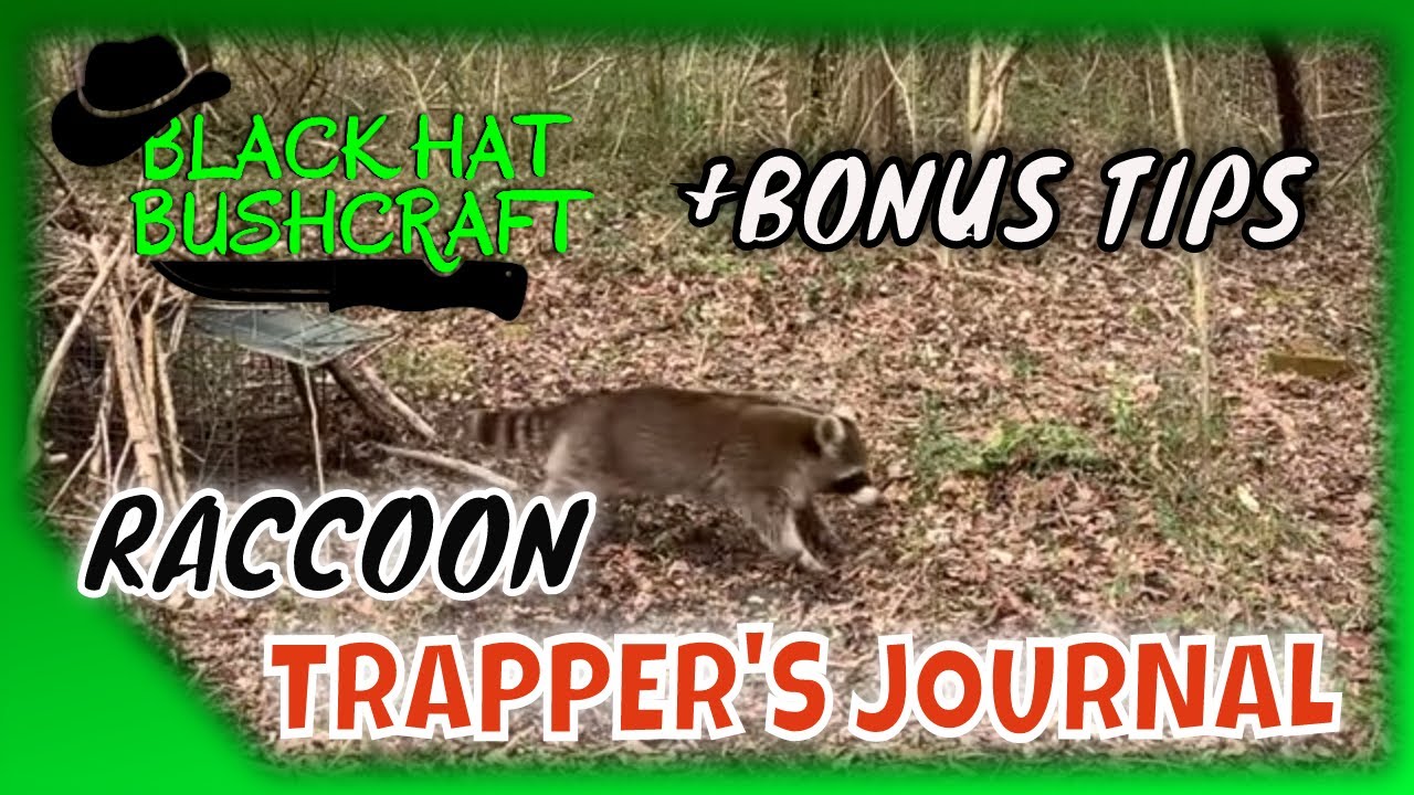 Trapping Journal: Raccoon - YouTube