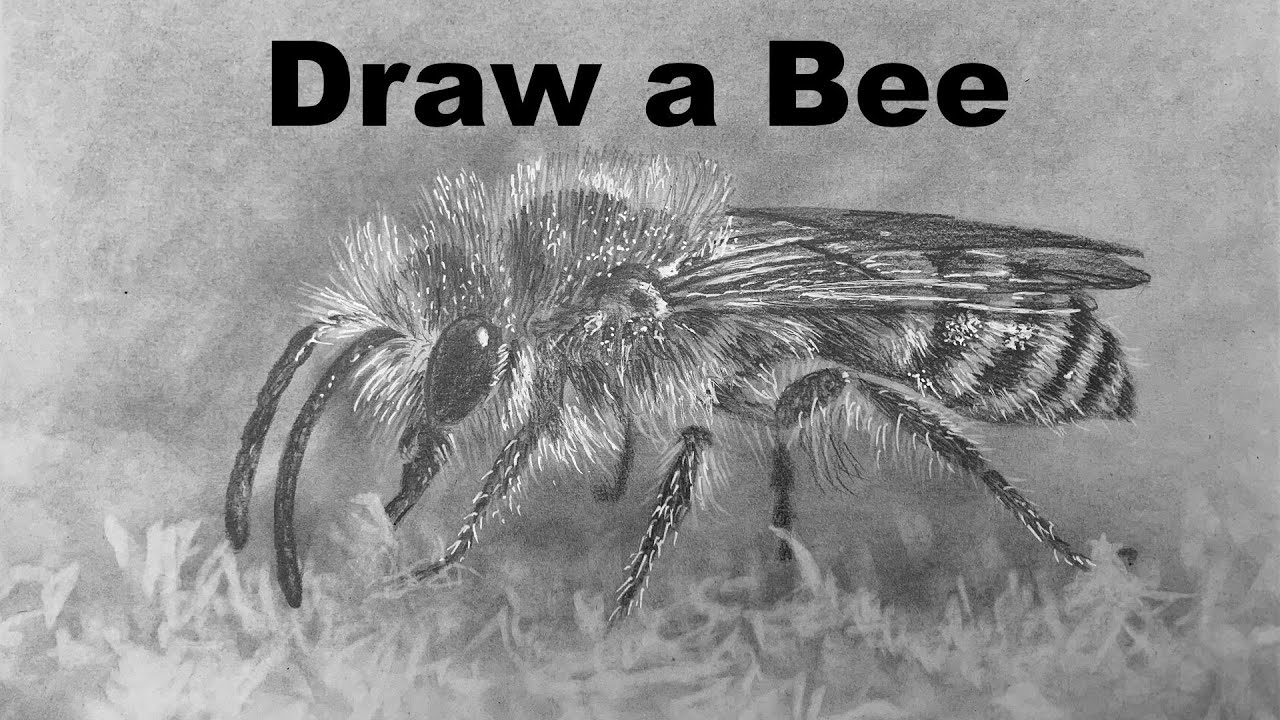 Hyper Realistic Sketch - Bee - Real Time Drawing Classes - YouTube