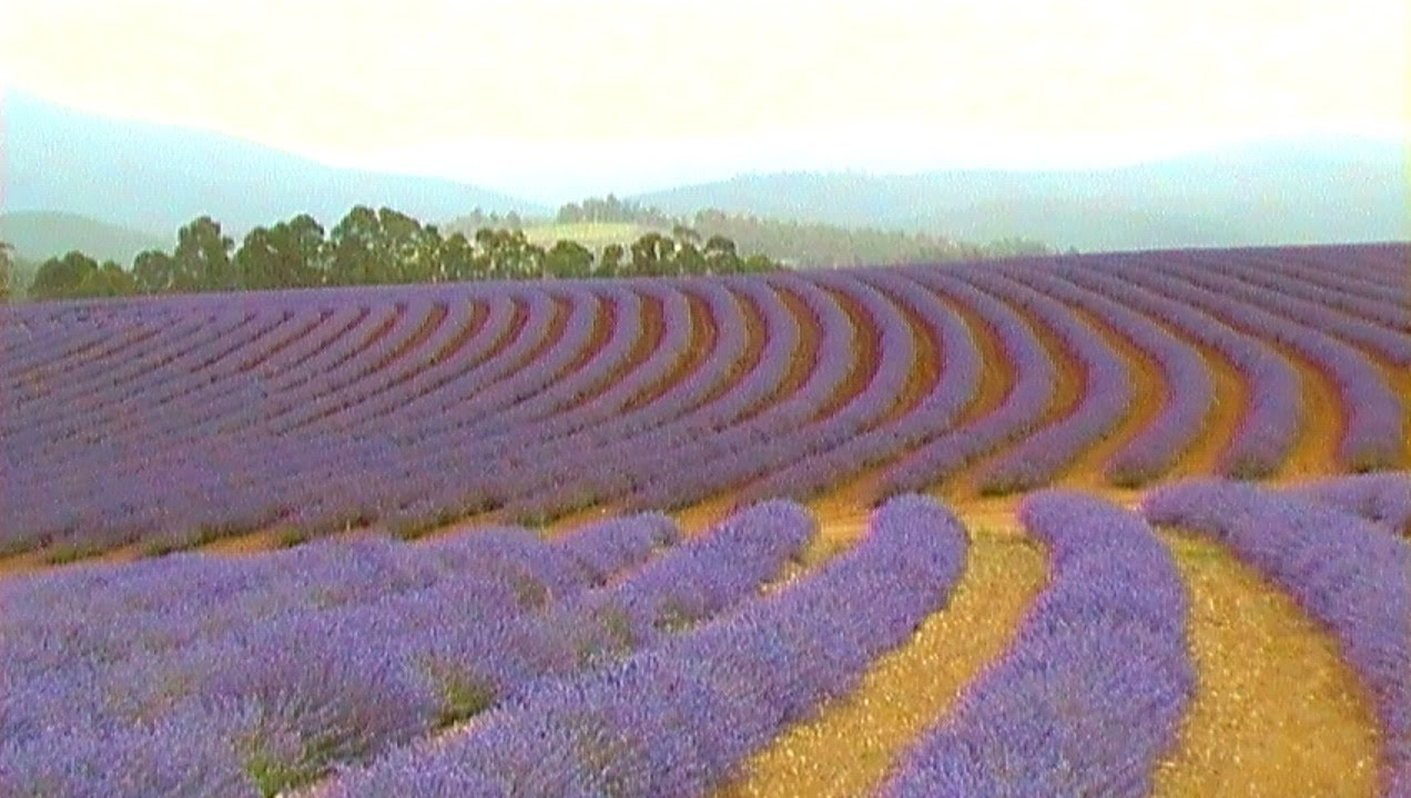 LARGEST Lavender Farm In The WORLD YouTube largest-lavender-farm-in-the-world-youtube
