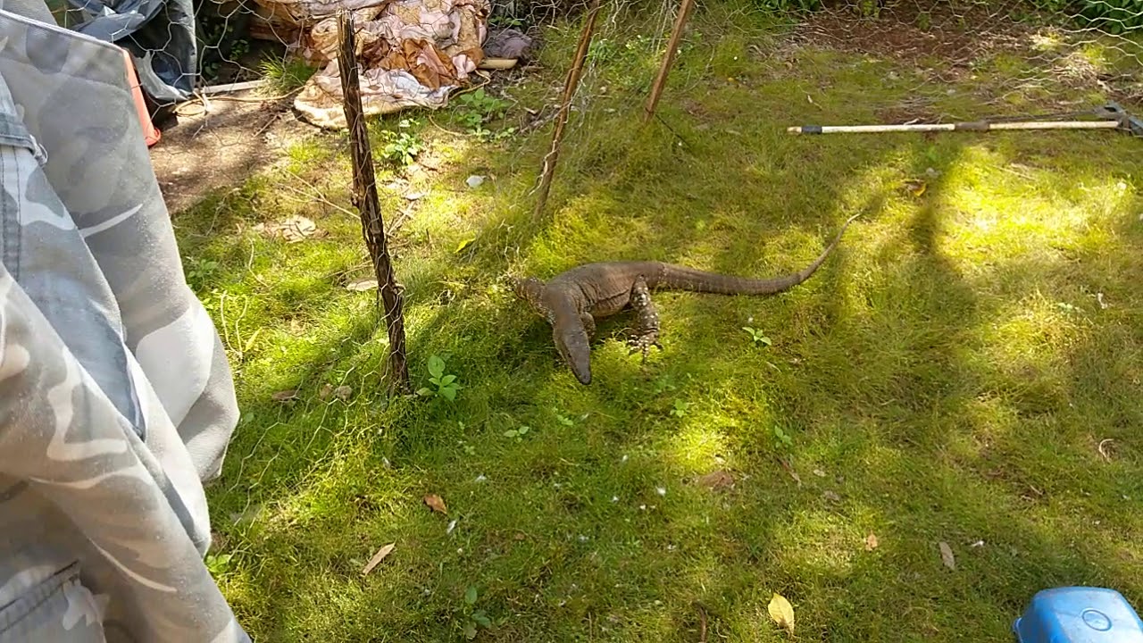 lace monitor, big goanna 2m in my yard - YouTube
