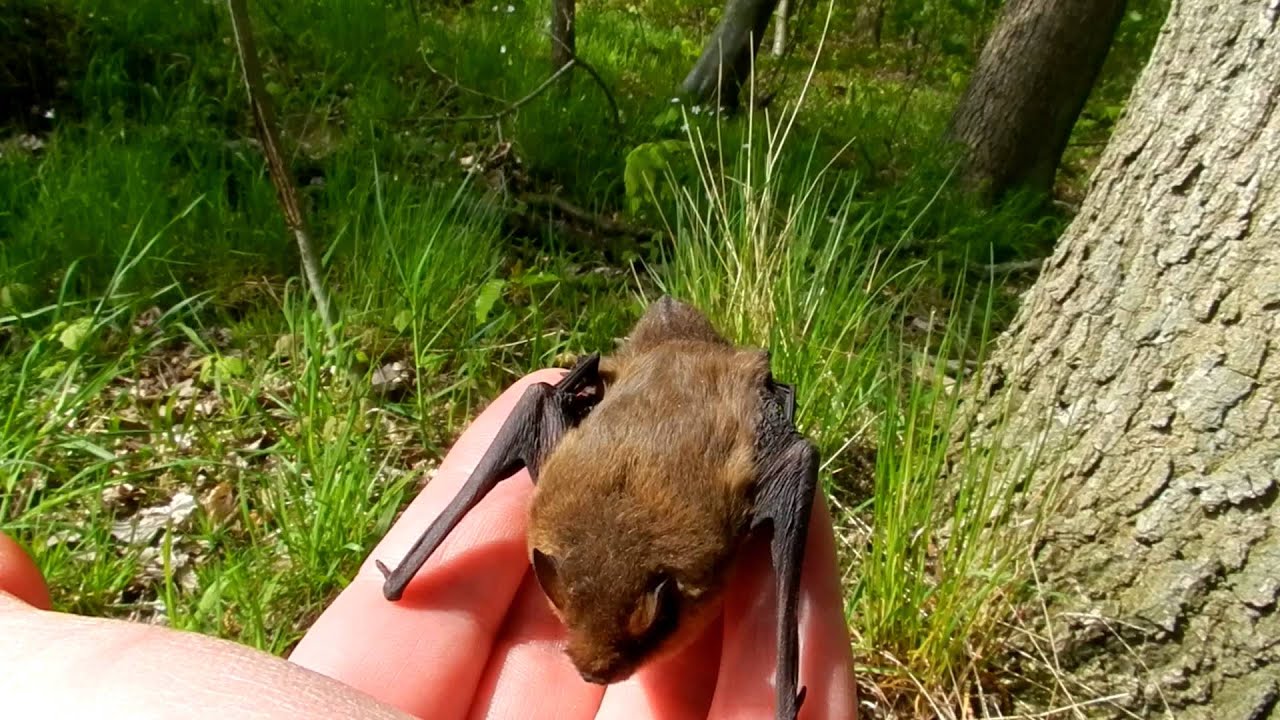 Brunflagermus maj 2012 - YouTube