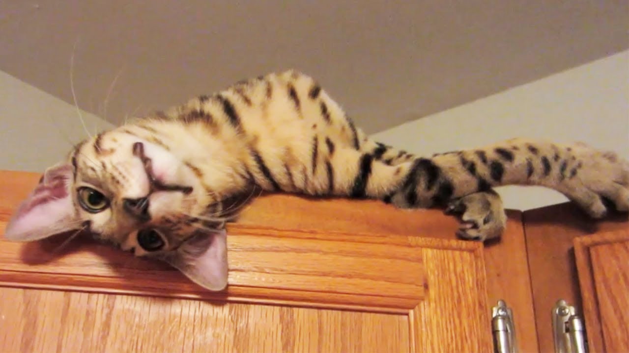 CRAZY KITTEN - YouTube