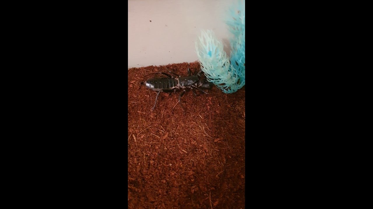 Giant Vinegaroon Helps Me Redecorate His Tank - YouTube