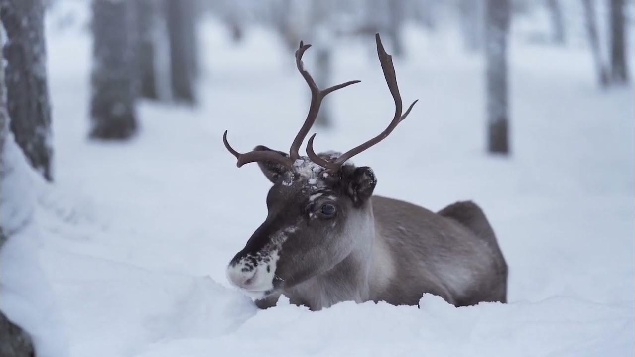 Snowy Reindeer Winter. Sleep Sounds Ambience 1 Hour - YouTube