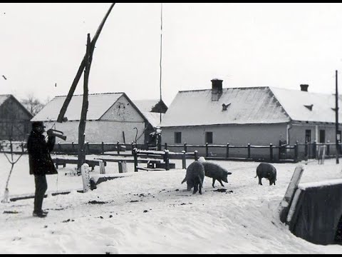 Hagyományainkban a disznóvágás kivételes ünnep - HírTV