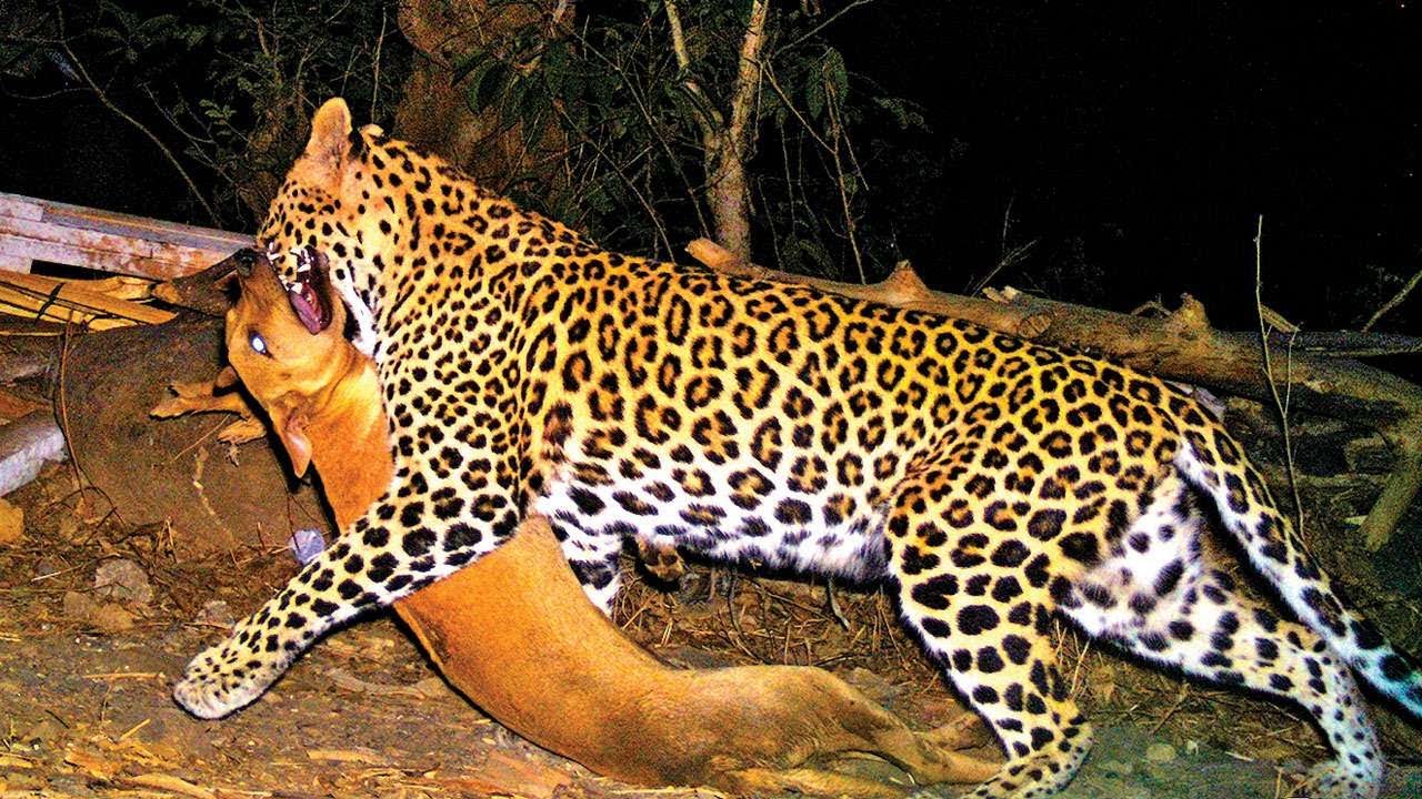 Wild Animal Documentary 2021 4K HD Wildlife Animal || National ...