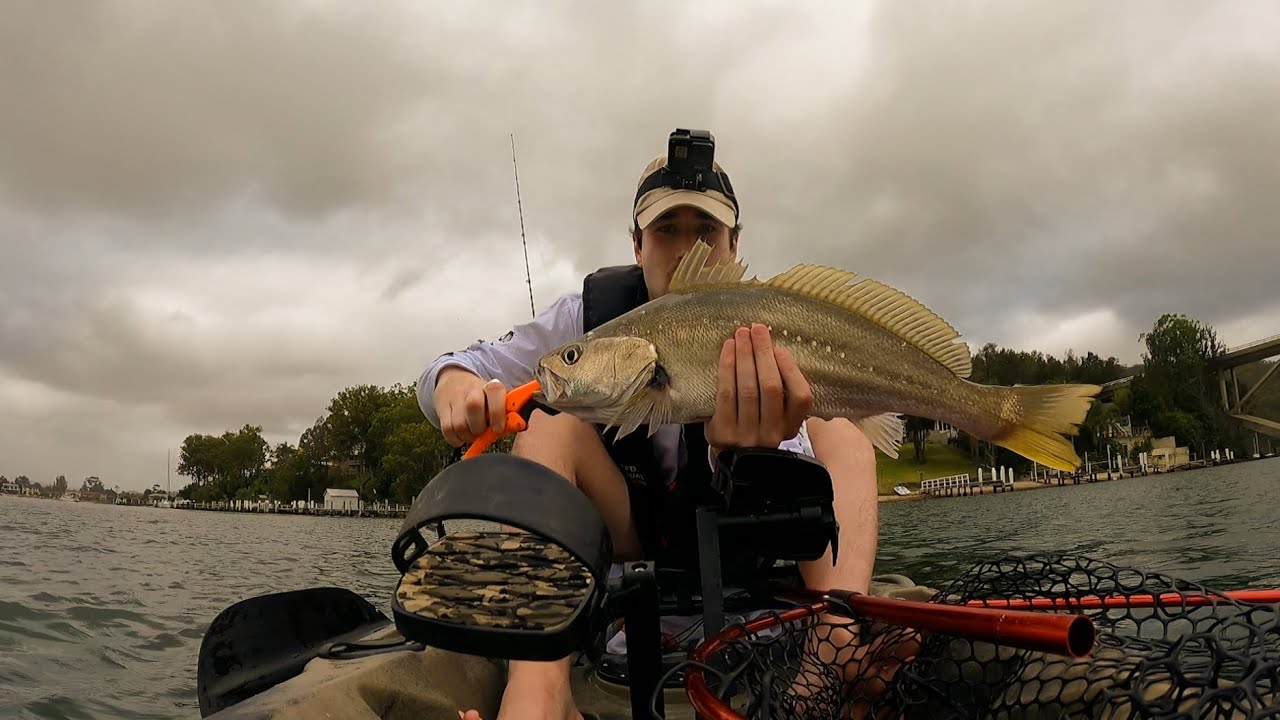 JEWFISH on the Central Coast (Kayak fishing Big Bream and Jacked Jewys ...
