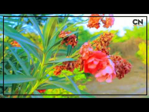 MXa IGU LaTaLiN LaHaYD @jamaalmukhtaar47 @MrBeast @asadhagio2749