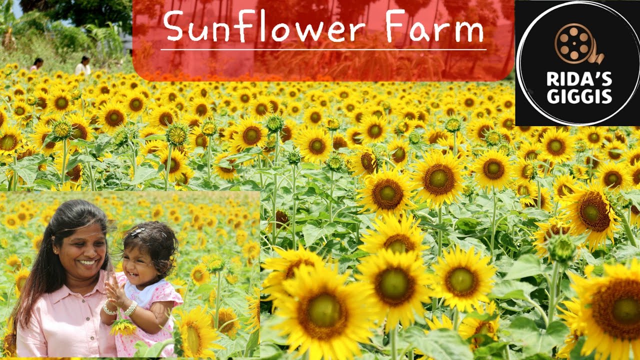 The Most Beautiful Sunflower Farm#Sundarapandipuram#Thenkasi#tamilnadu ...