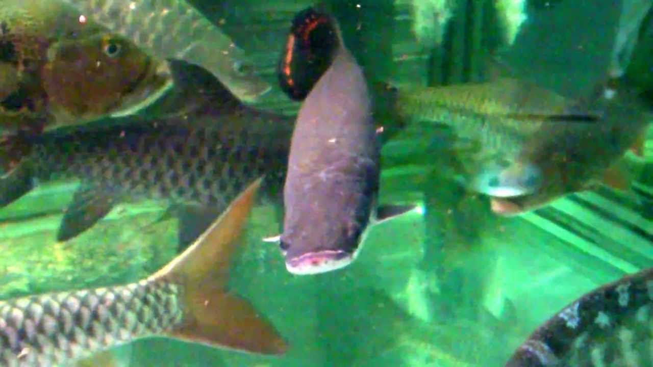 red arapaima gigas - YouTube