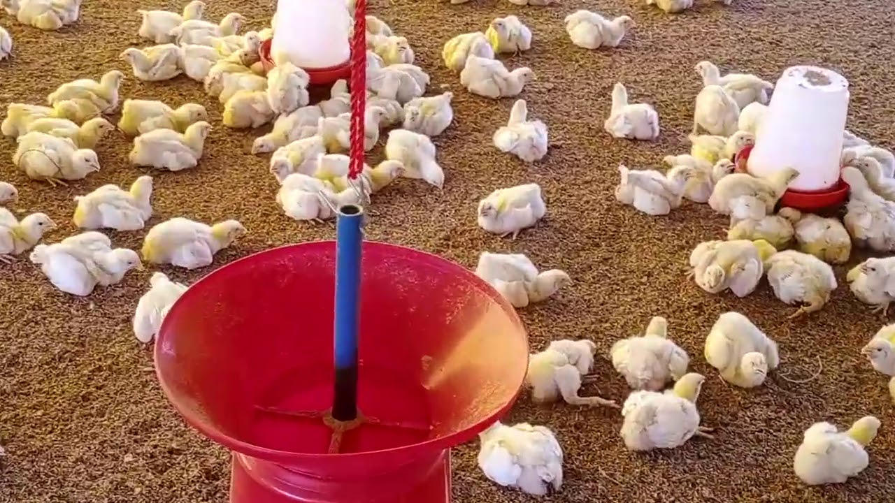12th Day Of Chiks - High Temperature - ALL Birds Are Gasping - YouTube