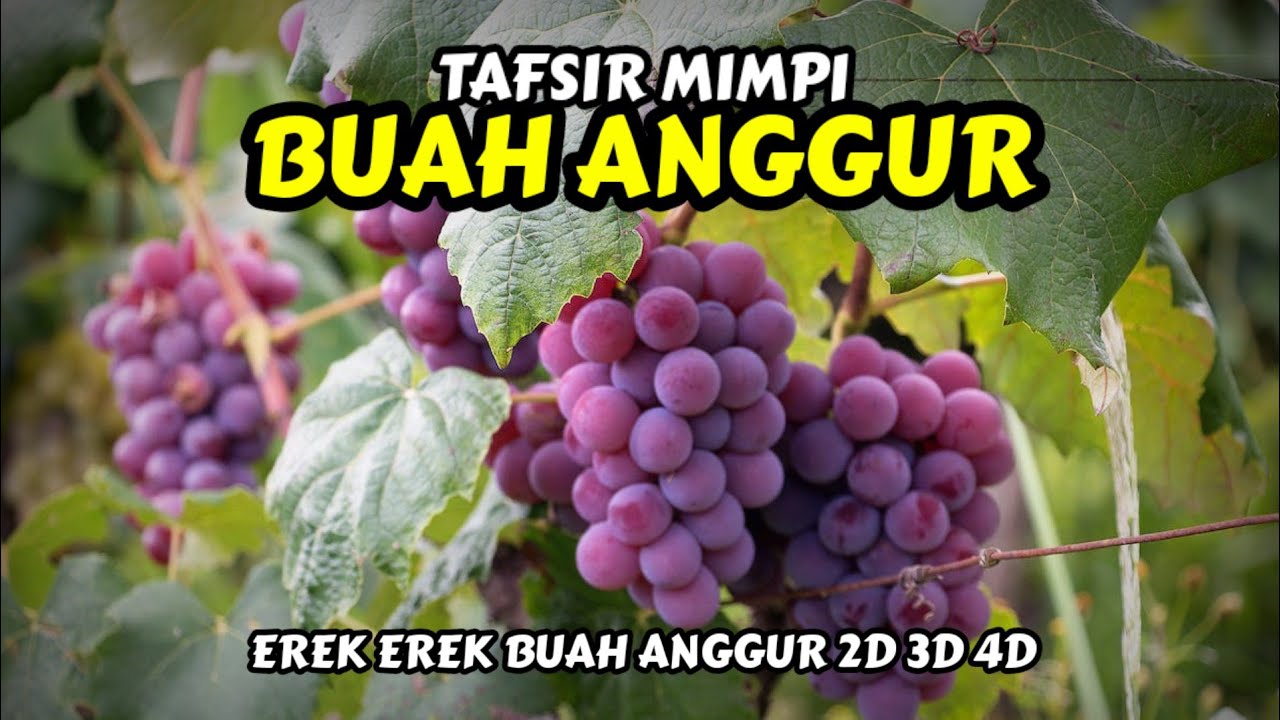 Tafsir Mimpi Buah Anggur & Erek Erek Buah Anggur 2D 3D 4D - YouTube