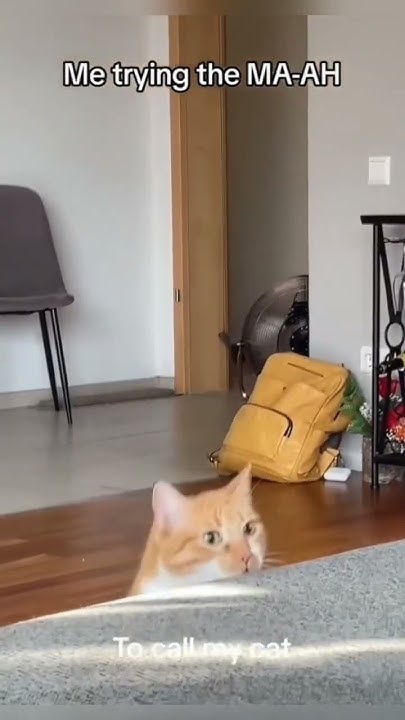 Learn cat language #meow - YouTube