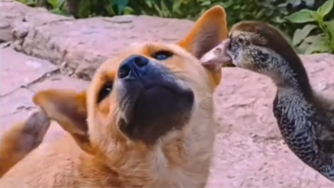 Funny videos with wonderful pets on the channel Funny Animals Earth ...