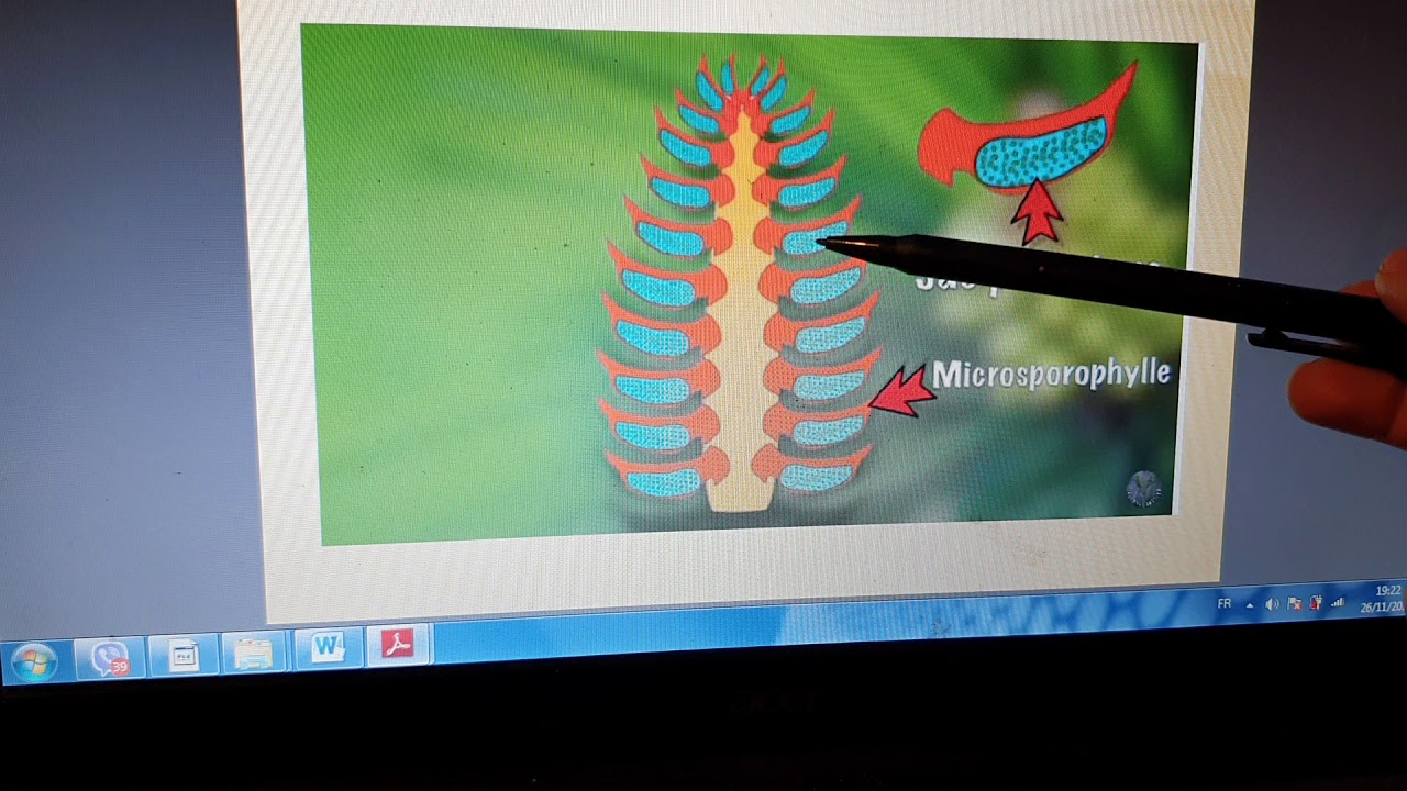 Botanique l2 : Coniférophytes / Pinophytes - YouTube