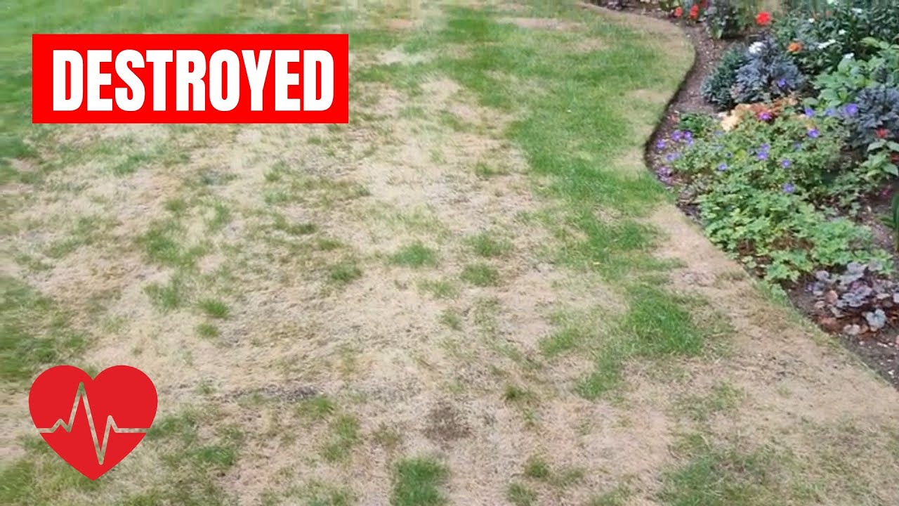 I MOW A DESTROYED Lawn To Make It Look PRETTY - YouTube