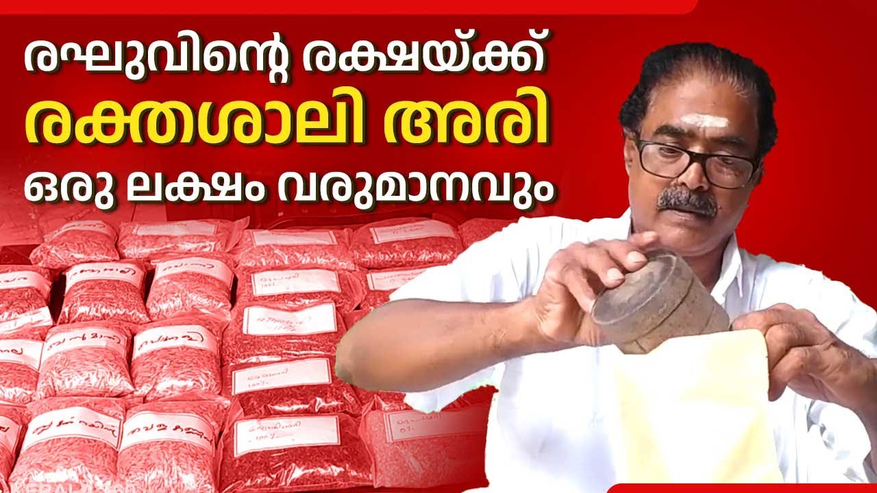 രഘുവിന്റെ രക്ഷയ്ക്ക് രക്തശാലി അരി: ഒരു ലക്ഷം വരുമാനവും | Rathasali Rice ...